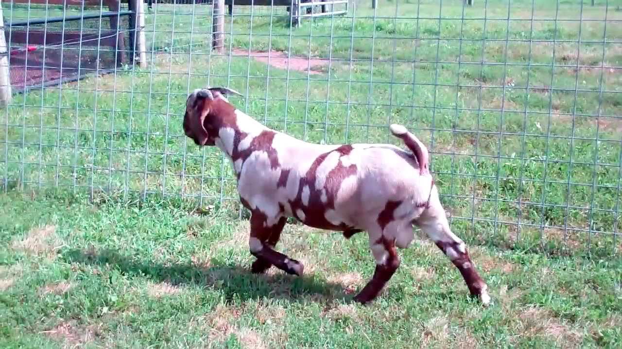 MAX Boer Goats FIRE POWER ( Updated ) SOLD - YouTube