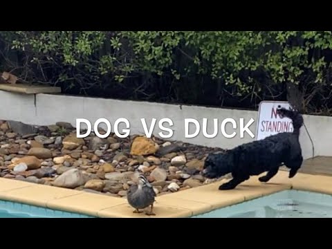 Dog vs Duck Part 3 - YouTube
