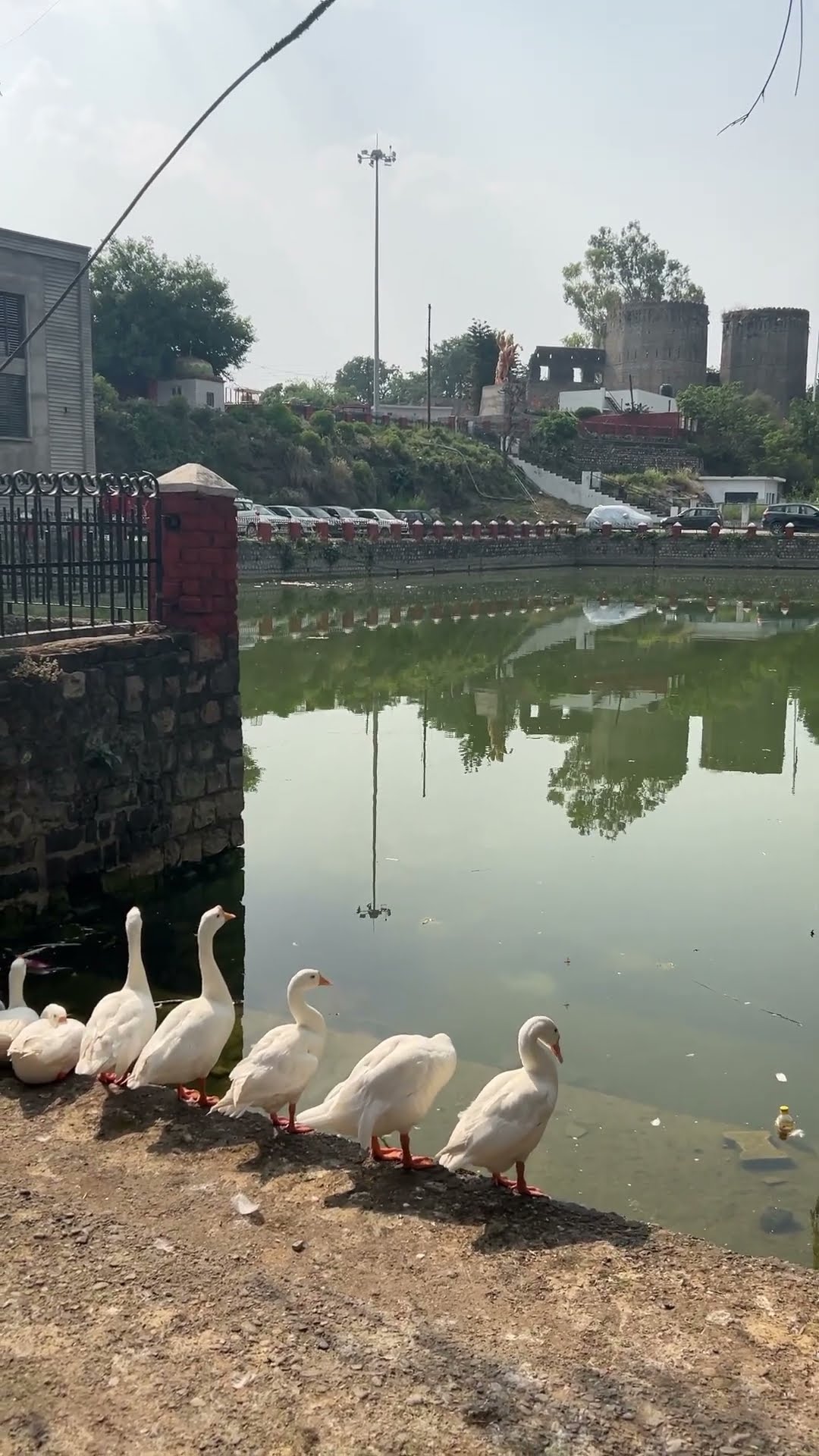 Nurpur Pond | Near Nurpur Fort | Himachal Tourism | Himachal Wildlife ...