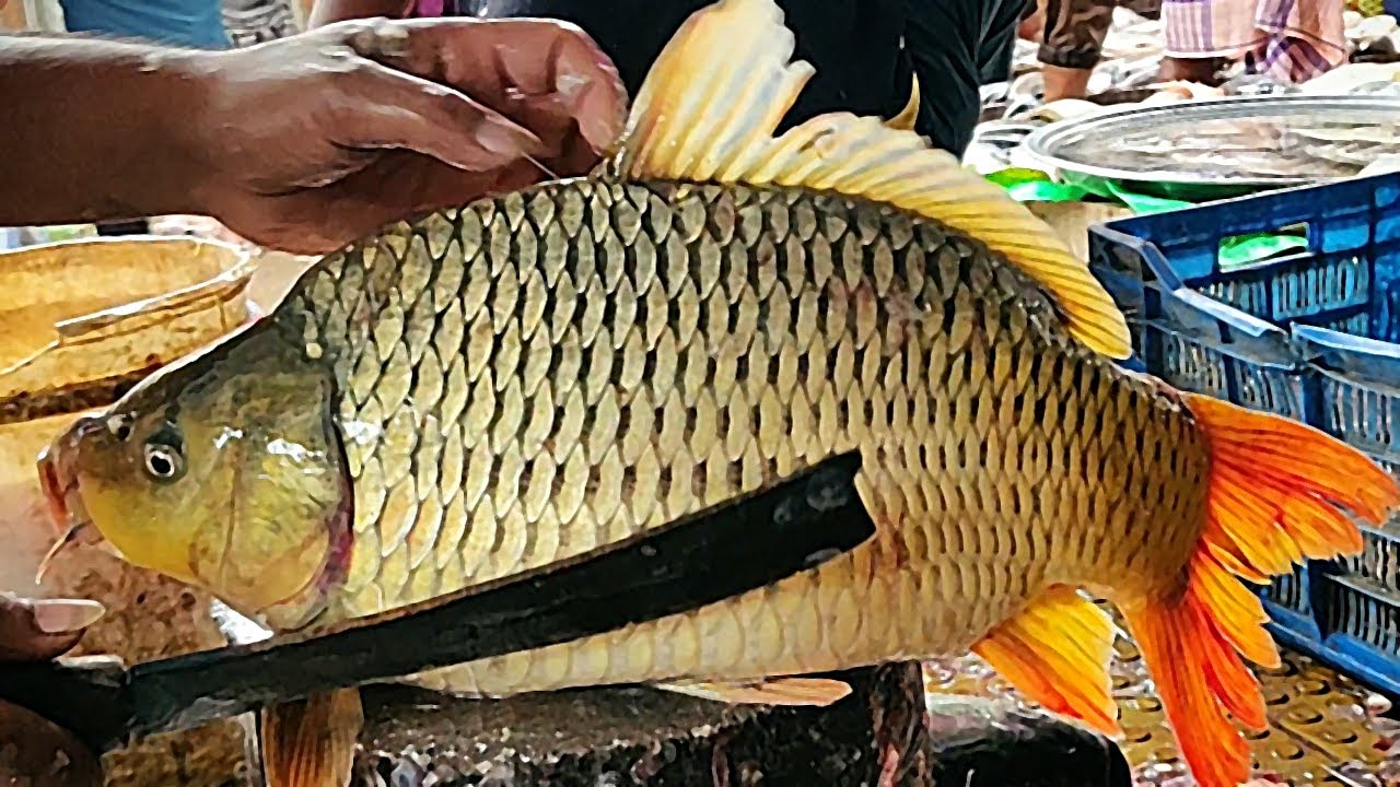 Fabulous Golden Carp Fish Cutting Live In Fish Market | Fish Cutting In ...