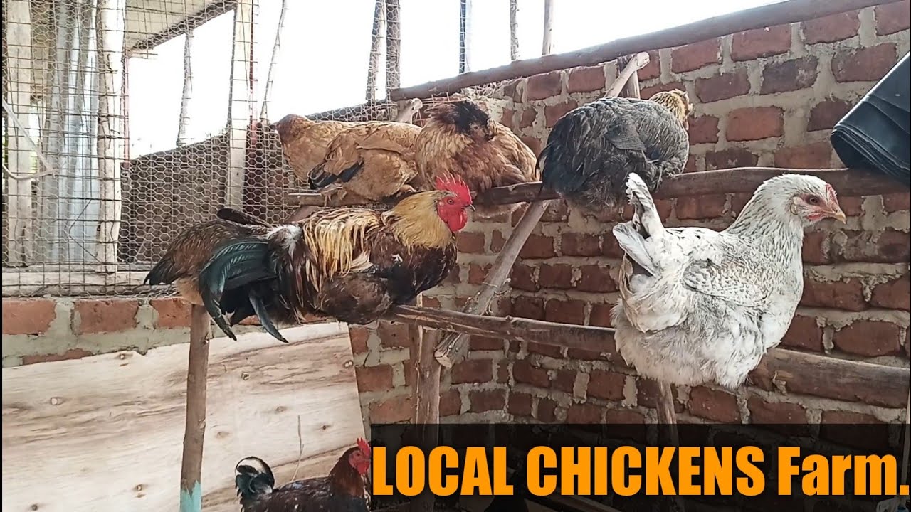 SETTING UP A LOCAL CHICKENS FARM - Easy way. - YouTube