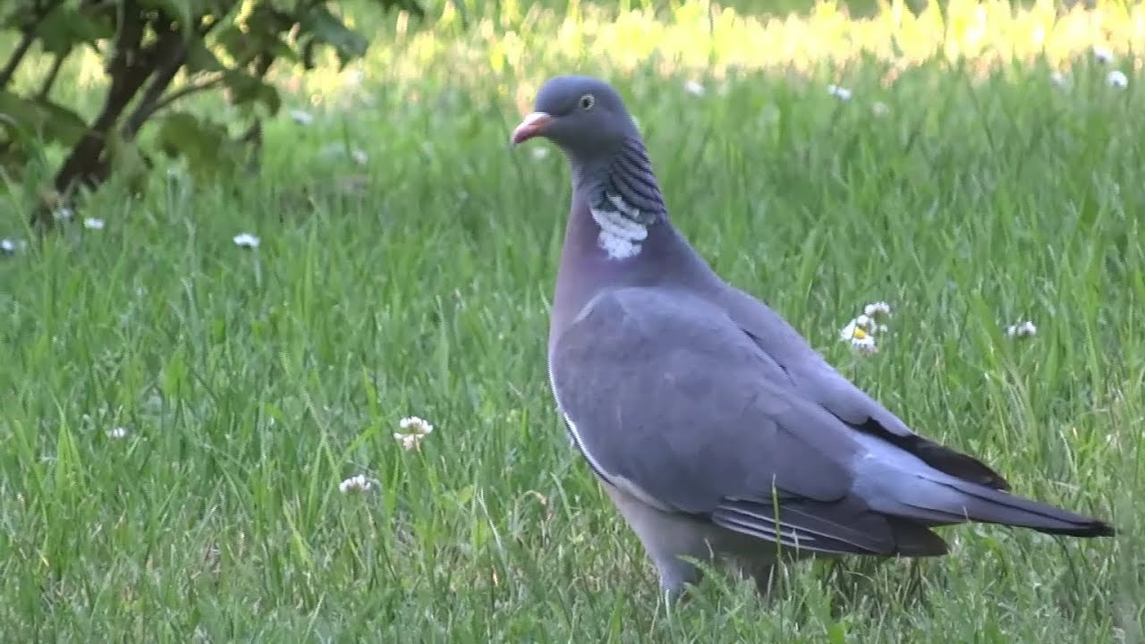 Örvös galamb; Columba palumbus; Cushat; Ringeltaube; Вяхирь; Paloma de ...