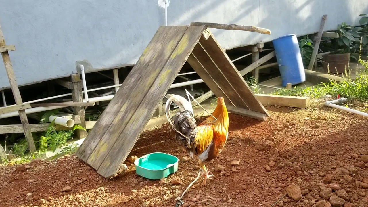 Koleksi Ayam Petarung di Mulya Game Farm - YouTube