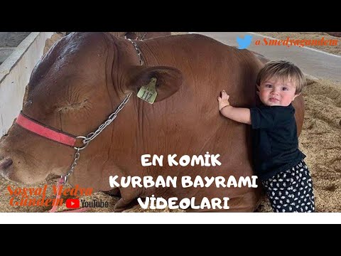 KURBAN BAYRAMINA ÖZEL ÇOK KOMİK VİDEOLAR 2020