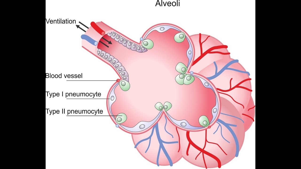 Histology and histophysiology of Pneumocyte cells (Pneumocyte type 1 ...