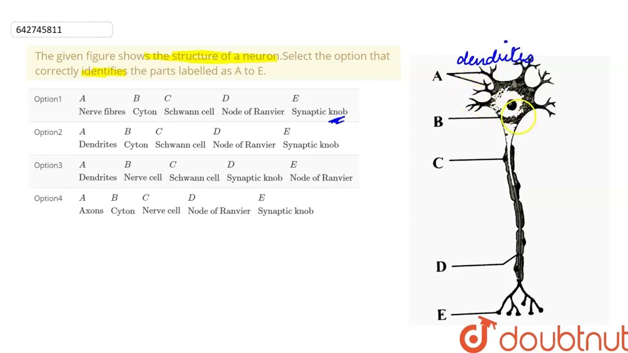 The Given Figure Shows The Structure Of A Neuron Select The Option That The Given Figure Shows The Structure Of A Neuron Select The Option That
