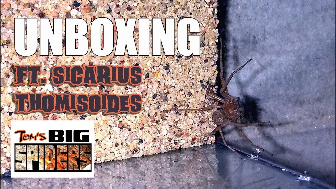 Buthidae Bomb Unboxing ft. Sicarius thomisoides - YouTube