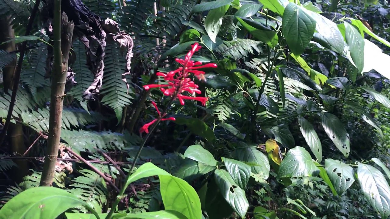 Vereda Angelito Luquillo Puerto Rico "El Yunque" - YouTube