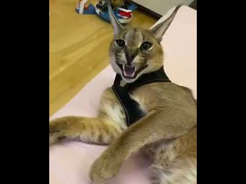 Angry Hecker - YouTube