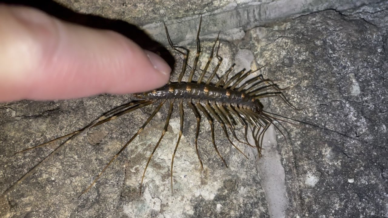 The House Centipede running speed! part3 - YouTube