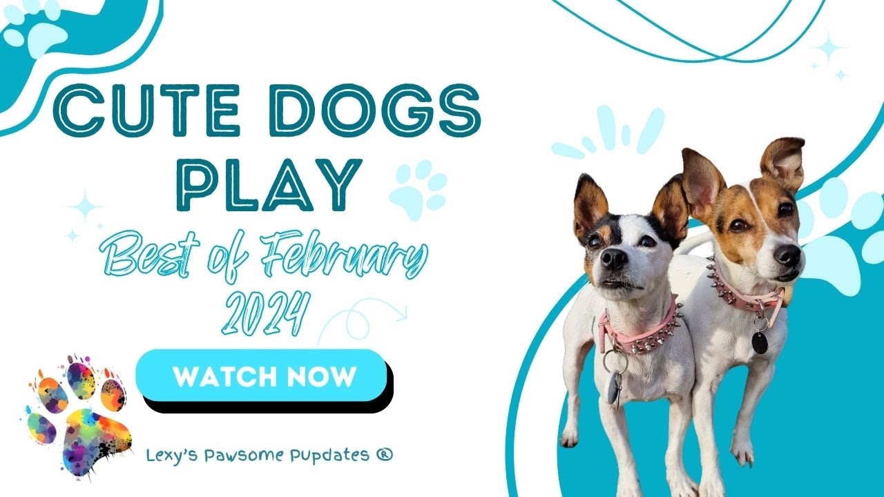DOGS PLAYING - Best of February - 2024 - Dog interaction, play and body ...