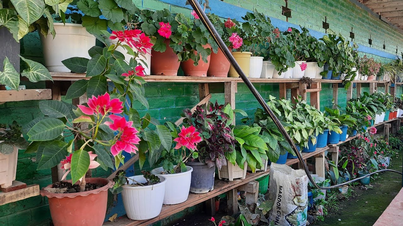 Flower Garden in Manipur - YouTube