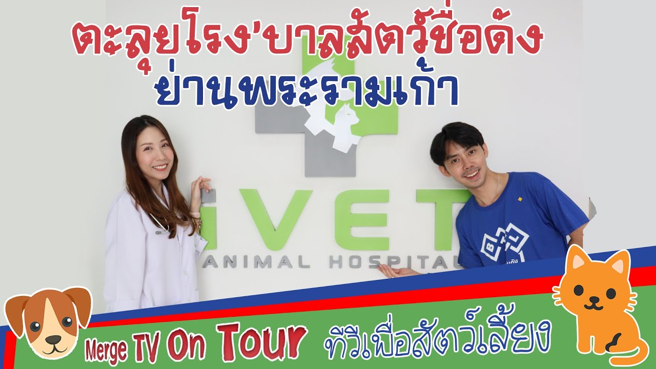 Merge TV on tour..พาไปทัวร์ โรงพยาบาลสัตว์ไอเว็ท (สาขาพระราม9) - YouTube