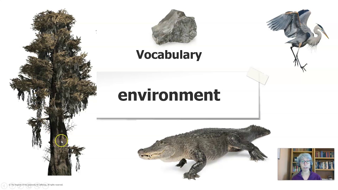 Grade 5: Ecosystem Restoration, Chapter 1, Lesson 1.4 - YouTube