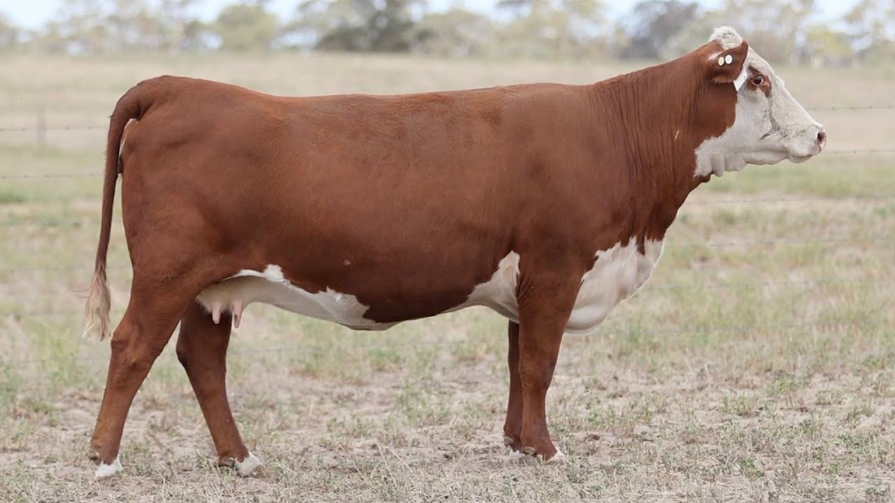 Lot 6 DAYS072 Days Whiteface Mature Cow Dispersal 2025 - YouTube