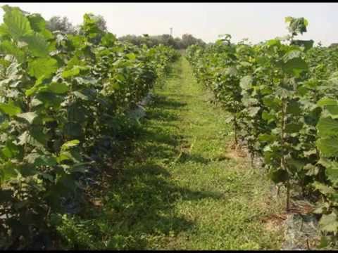 Fındık Topladım, Fındık (Kırcaali Pazarı) - Müminali Müminali