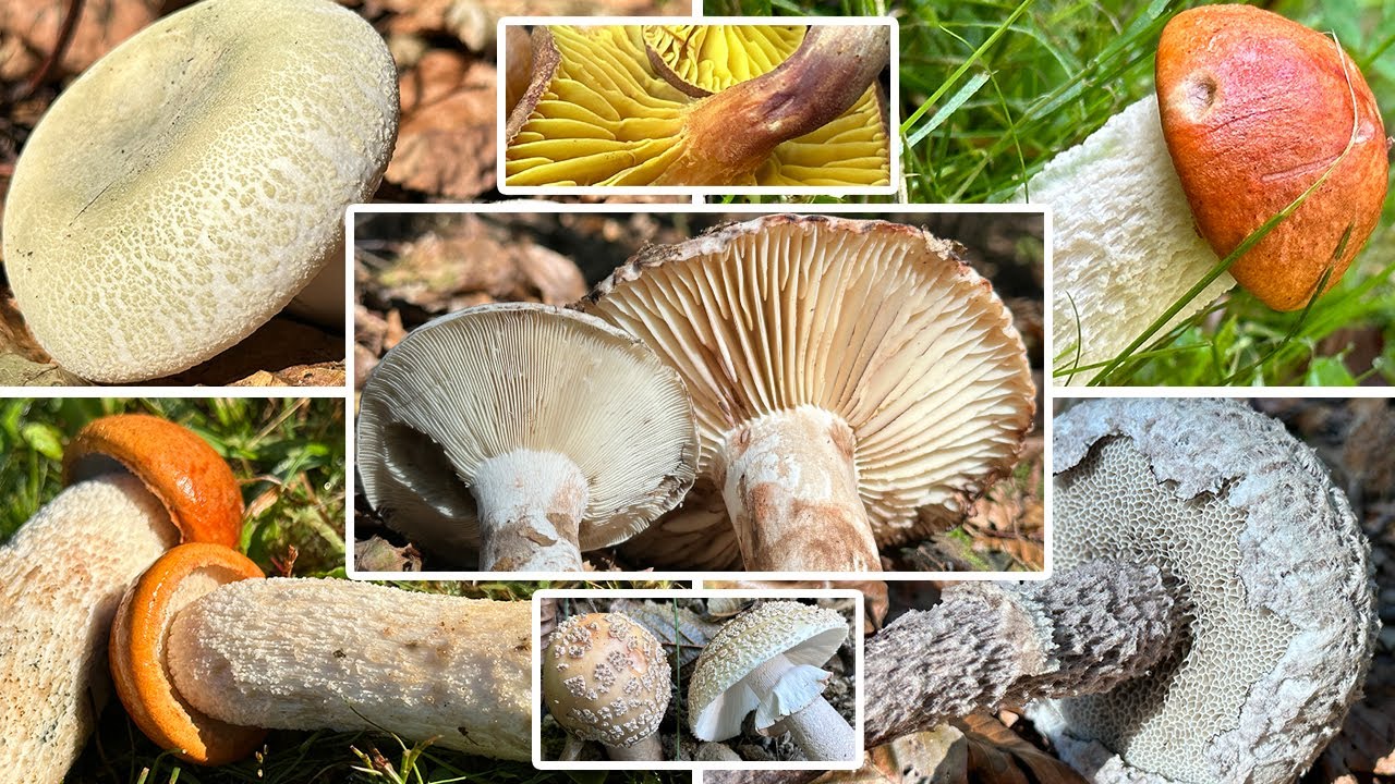 Rotkappen & tolle Vielfalt | Pilze im September | 17.09.2023 ...