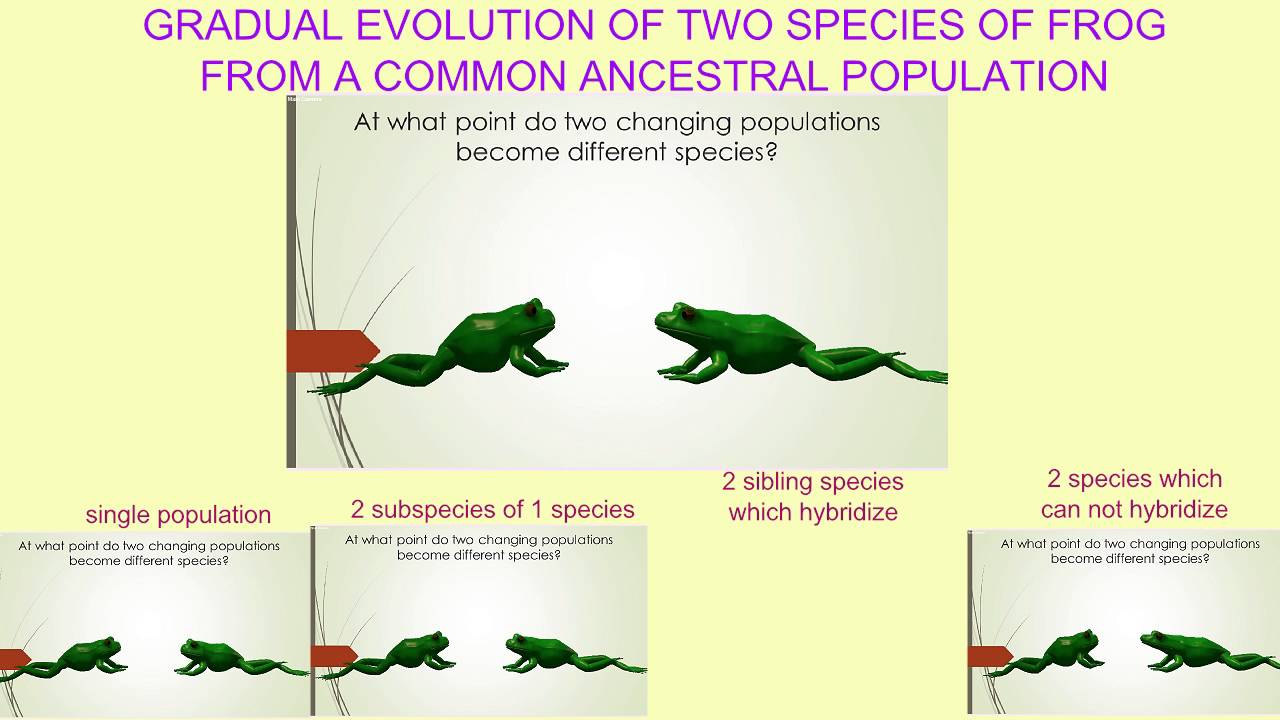 GRADUAL EVOLUTION OF FROG SPECIES - YouTube