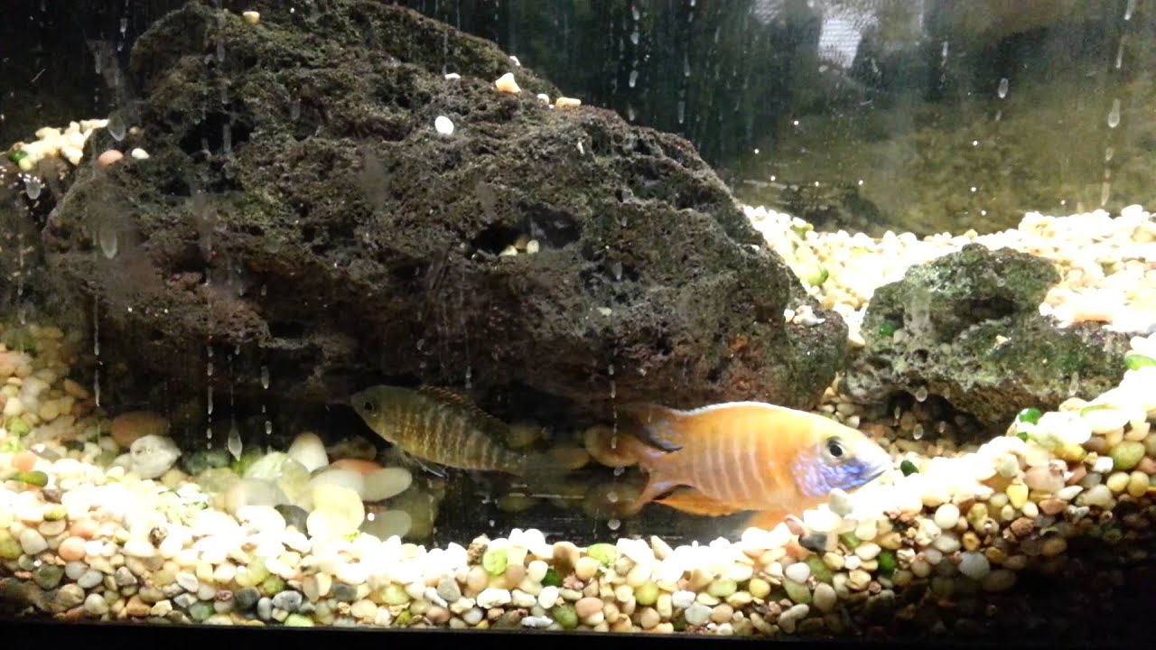 Ruby red cichlid breeding motion - YouTube