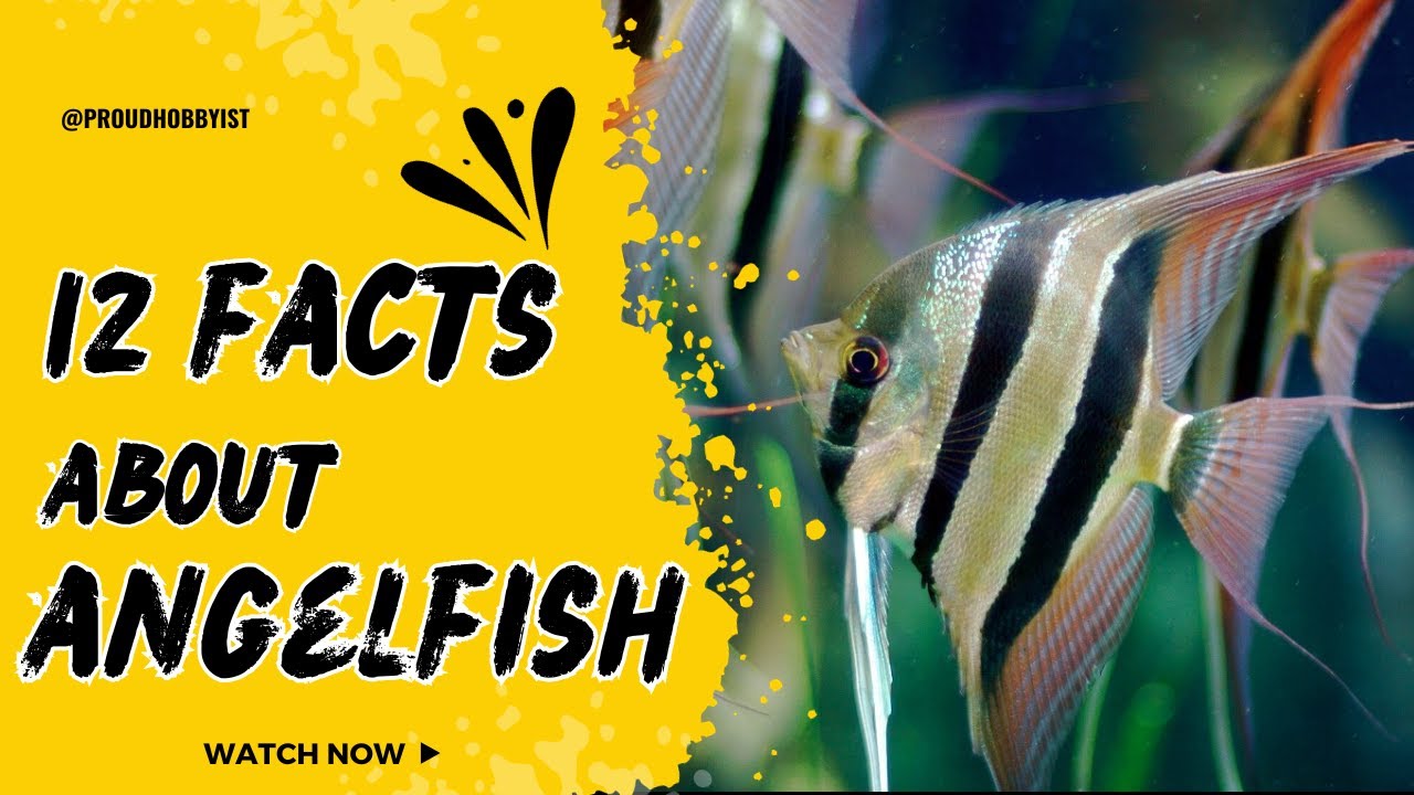 12 Interesting Facts About Angelfish | Know more about Angelfish ...