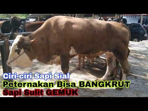 Sapi Sial...!! Ciri-ciri Sapi Rusak Sulit diGEMUKAN Peternakan Bisa ...