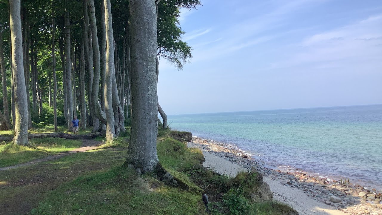 BEACH FOREST || BEAUTIFUL NATURE - YouTube