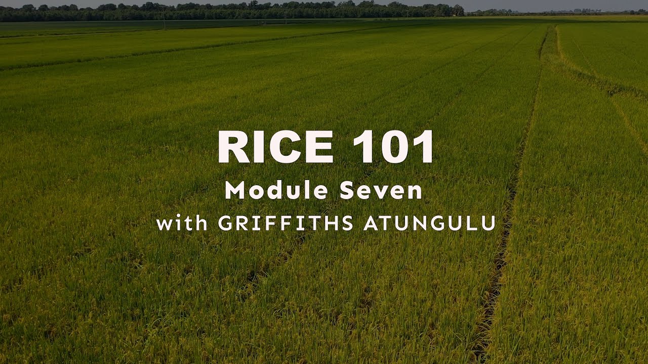 Rice 101: Module 7- Rice Storage - YouTube