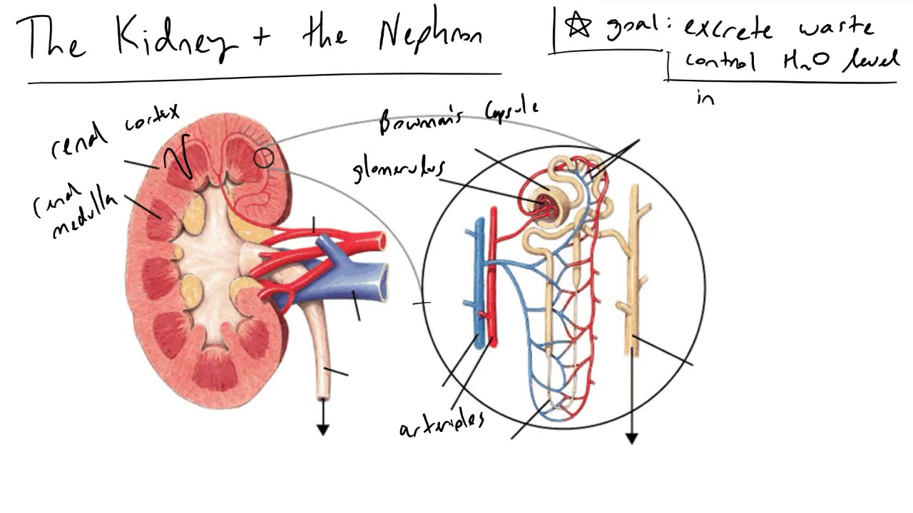 Kidney and Nephron - Renal System Overview - YouTube