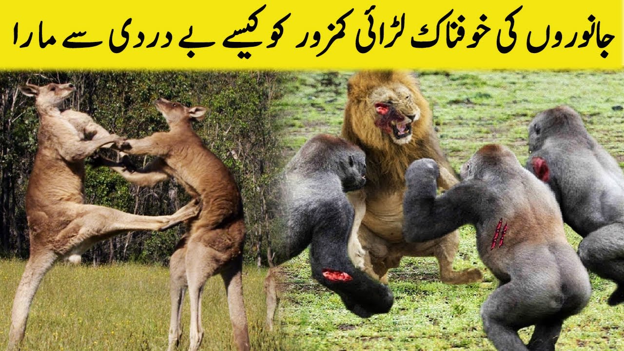 Janwaron Ki Khofnaak Laraiyan | Most Dangerous Animals Fights | Studio ...