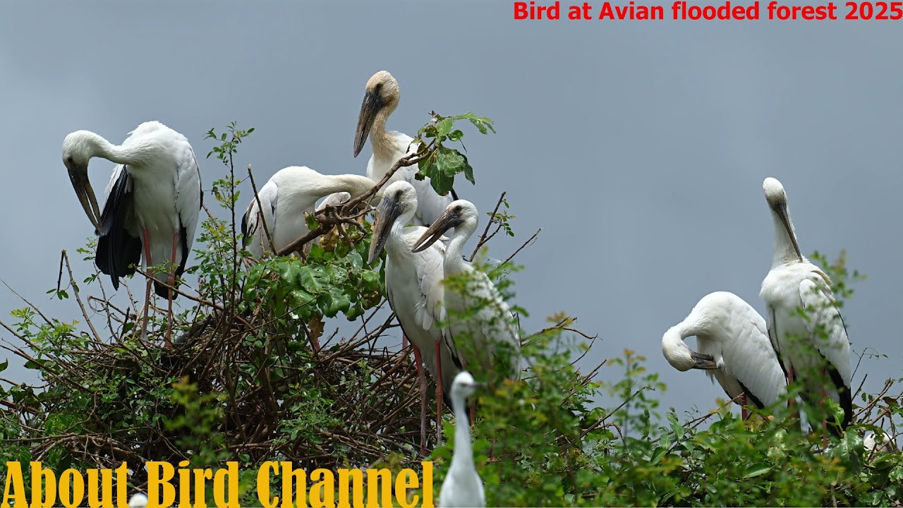 Amazing Life of bird at Avian bird sanctuary about bird ep8 - YouTube