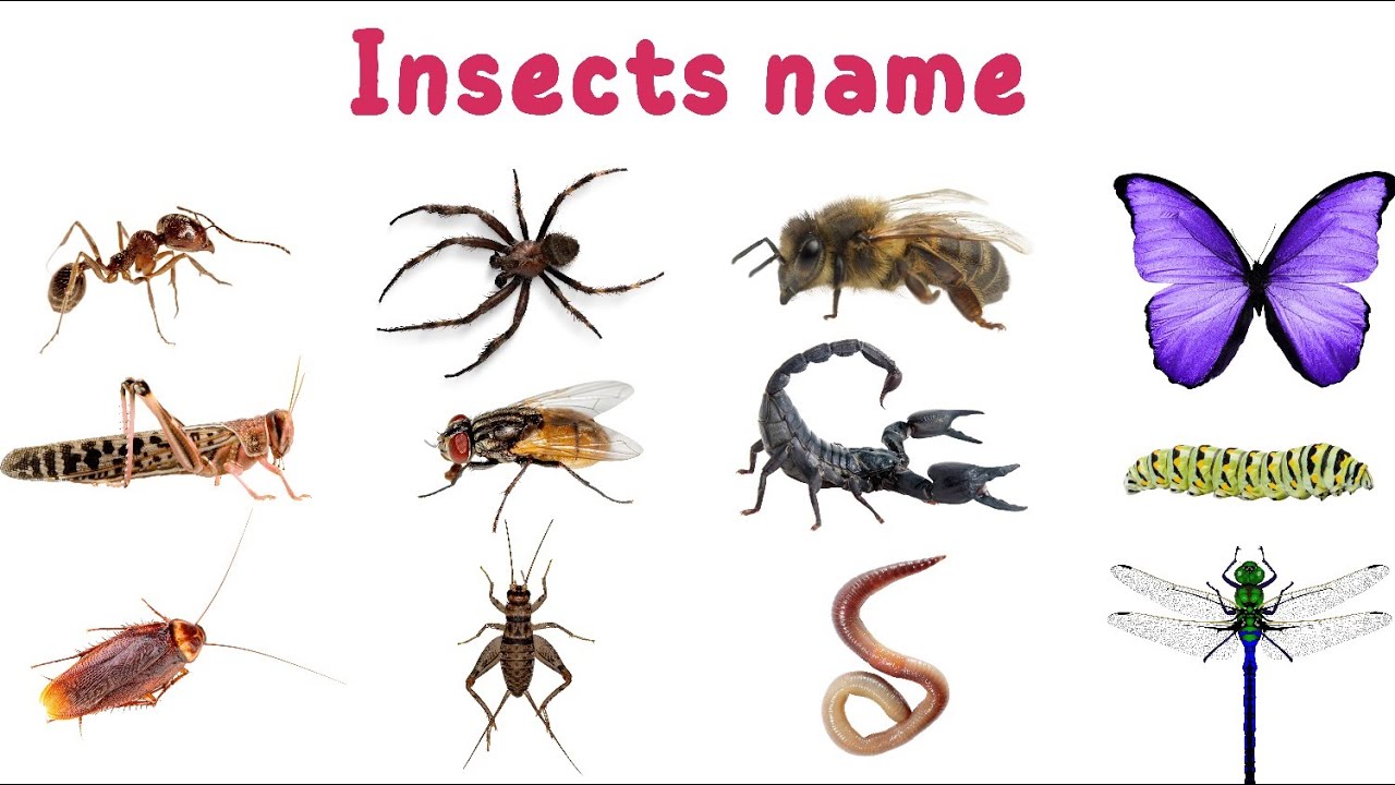 Insects name| Insects | Insects name for kids | Insects name in English ...