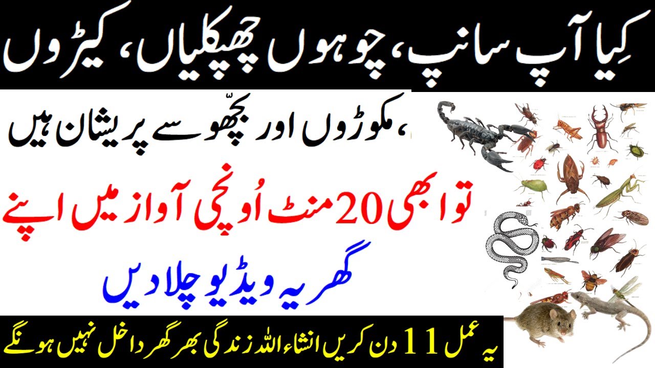 Miracles Of Surah Al Maun For Mouse,Dangerous Insects,For Loving Home ...