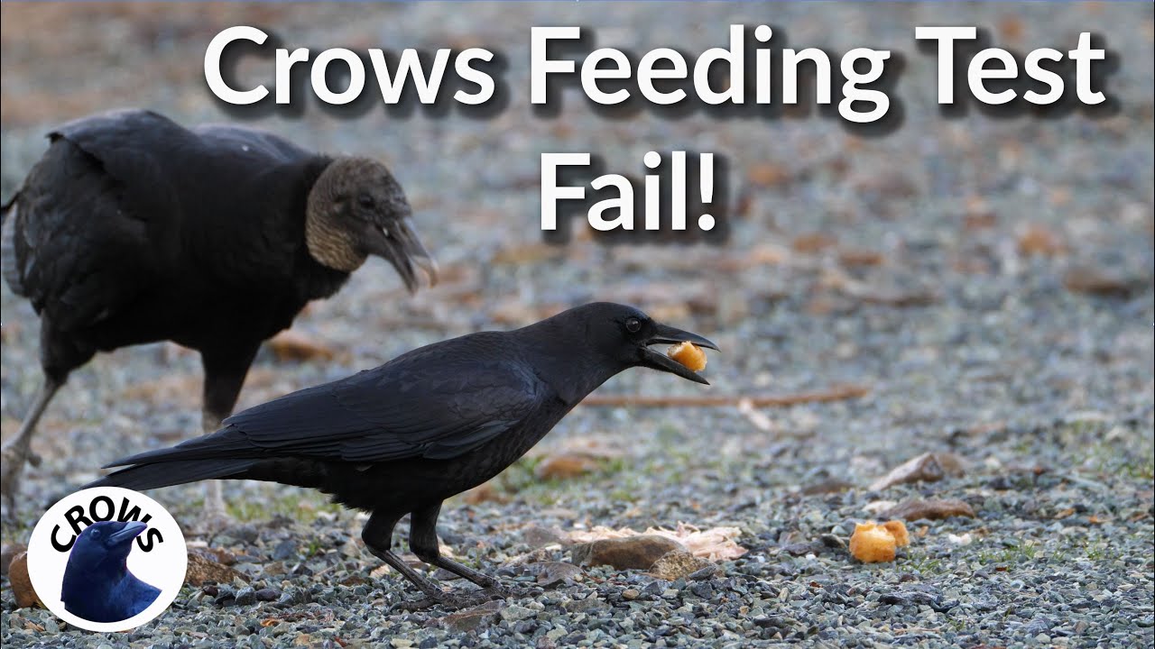 Crows Feeding Test Gone Wrong! - YouTube