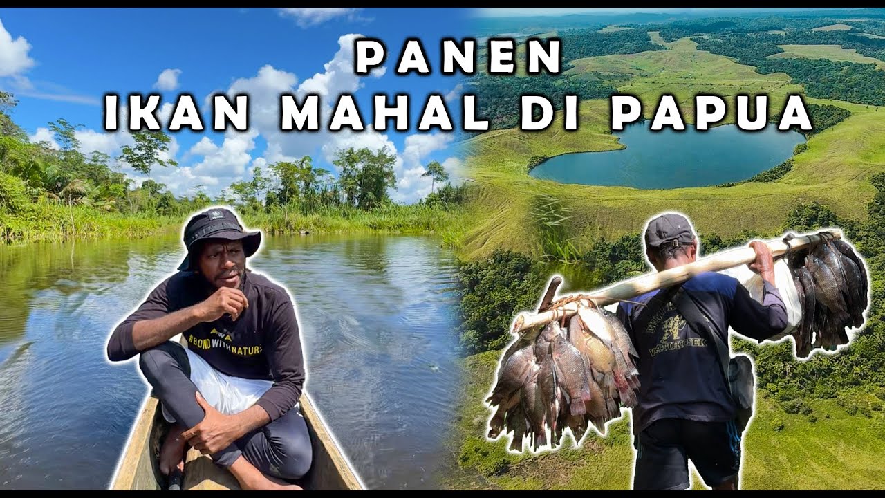 PENEN IKAN MAHAL PAPUA? MENGUNJUNGI WISATA DANAU LOVE (EMFOTE) DAN KALI ...