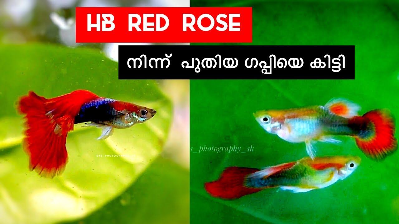 HB RED ROSE ൽനിന്നും ഒരു വെറൈറ്റി ഗപ്പിയെ കിട്ടി / Aquaria Farm # ...