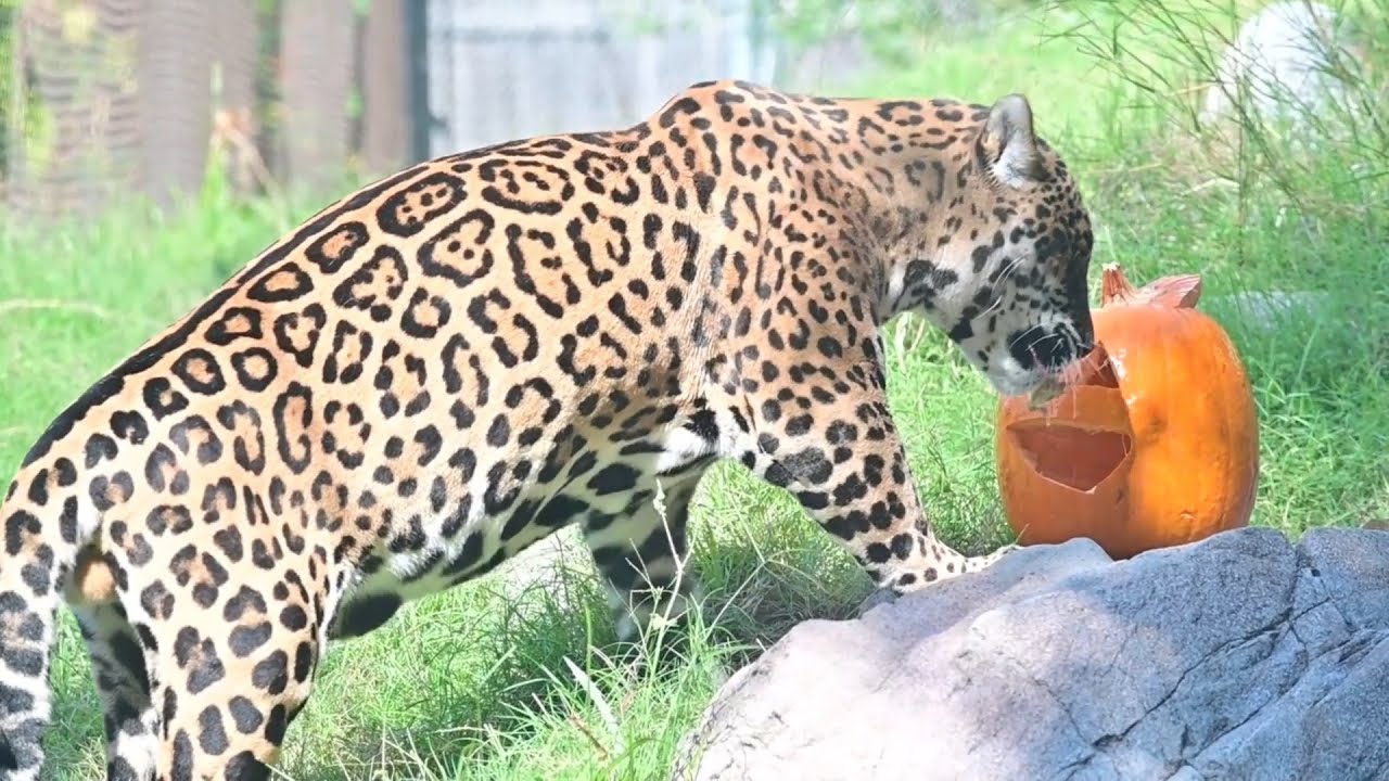 Spooky Pumpkin Enrichment With Kaloa The Jaguar - YouTube