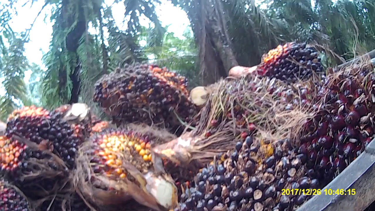 Loading buah sawit - YouTube