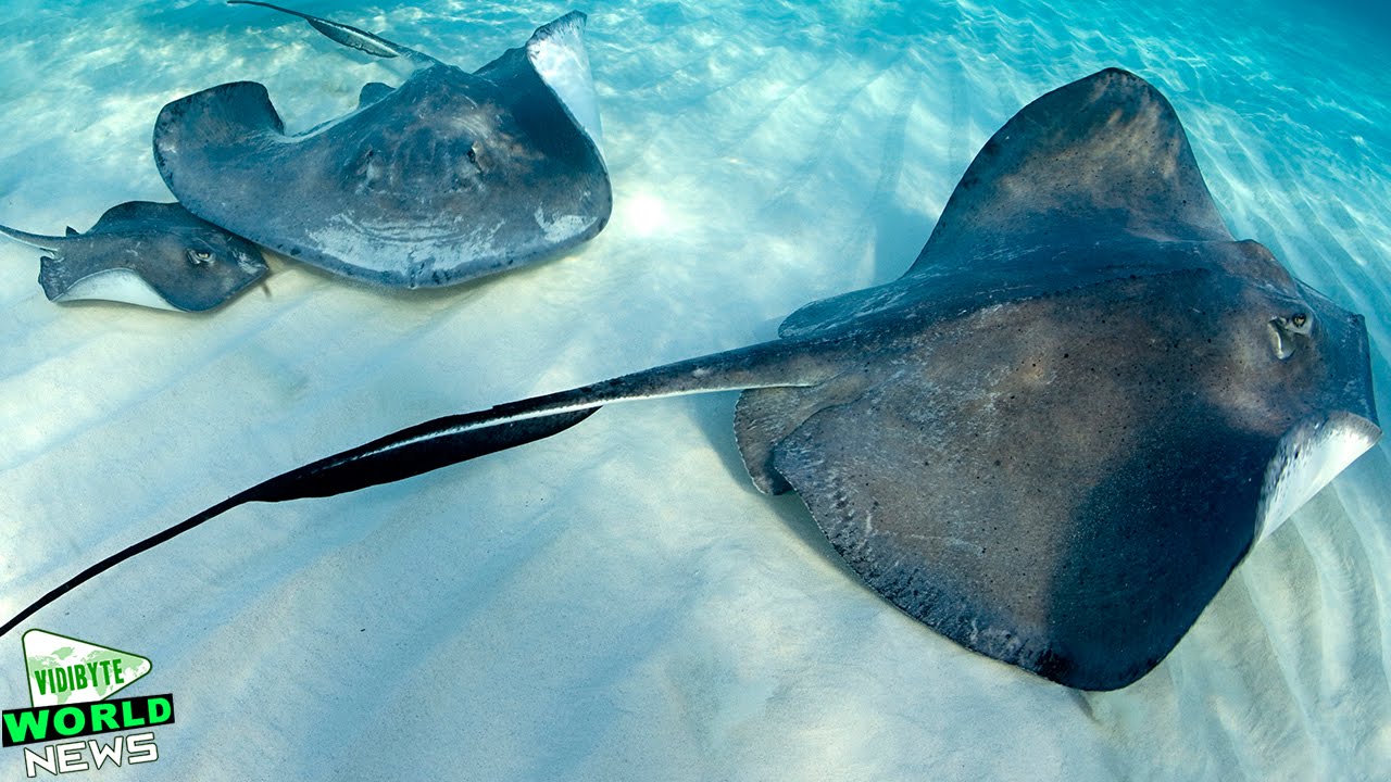 54 Stingrays Die at Chicago Area Zoo after Tank Snafu - YouTube