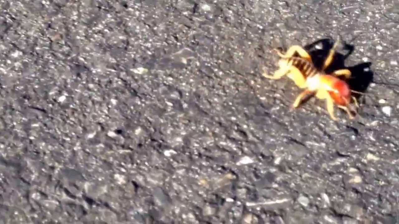 Weird insect crawling around in Mammoth - YouTube