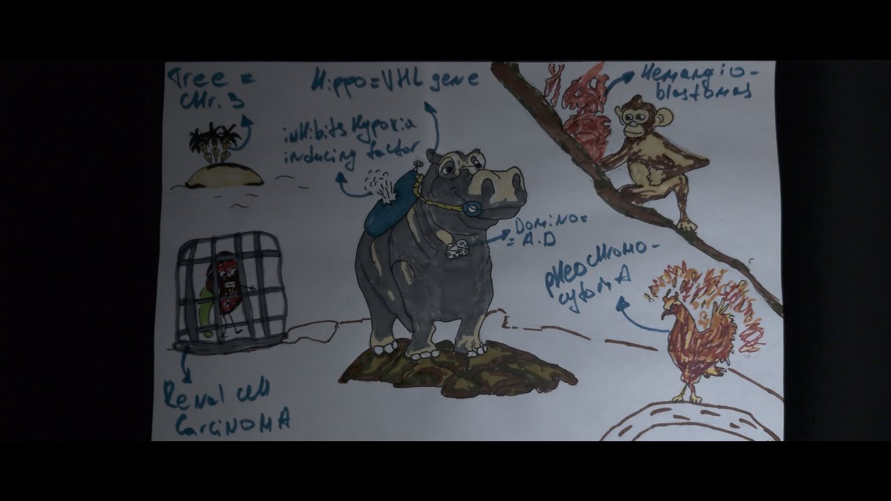 Von Hippel Lindau Syndrome VHL / Visual mnemonic for USMLE - YouTube