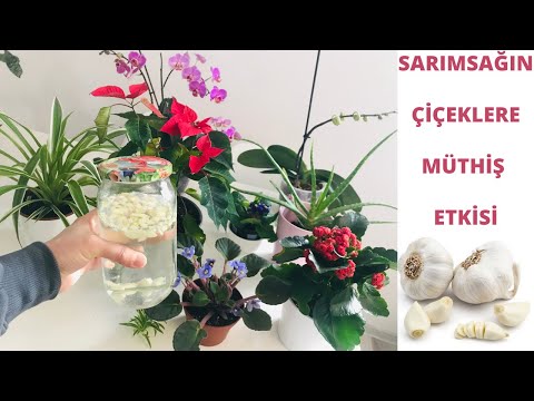 Sarımsağın çiçekleri coşturan müthiş etkisi/ Sarımsak ile çiçek bakımı/ orkide bakımı/ Aloe vera