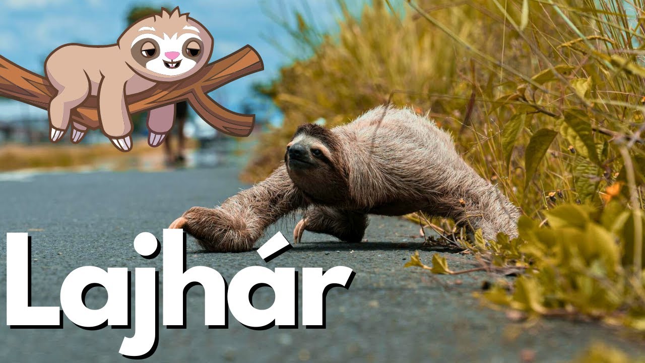 A Lajhár | Állatok gyerekeknek | Ismeretterjesztő videó | Állatvilág ...