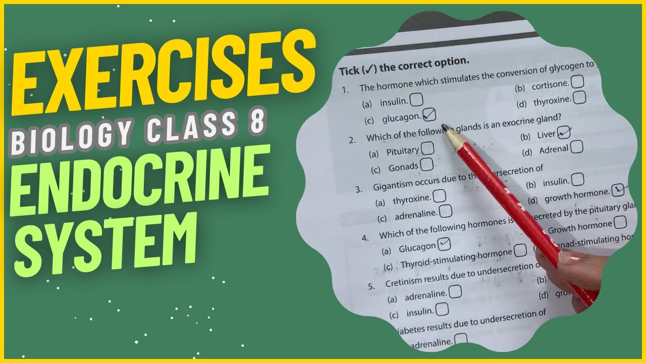 Exercises: Endocrine System || Biology || ICSE || Class 8 - YouTube