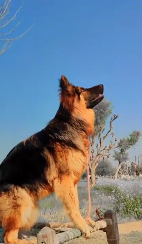 #viral #dog #lucy #german #shubham #8080 #video - YouTube