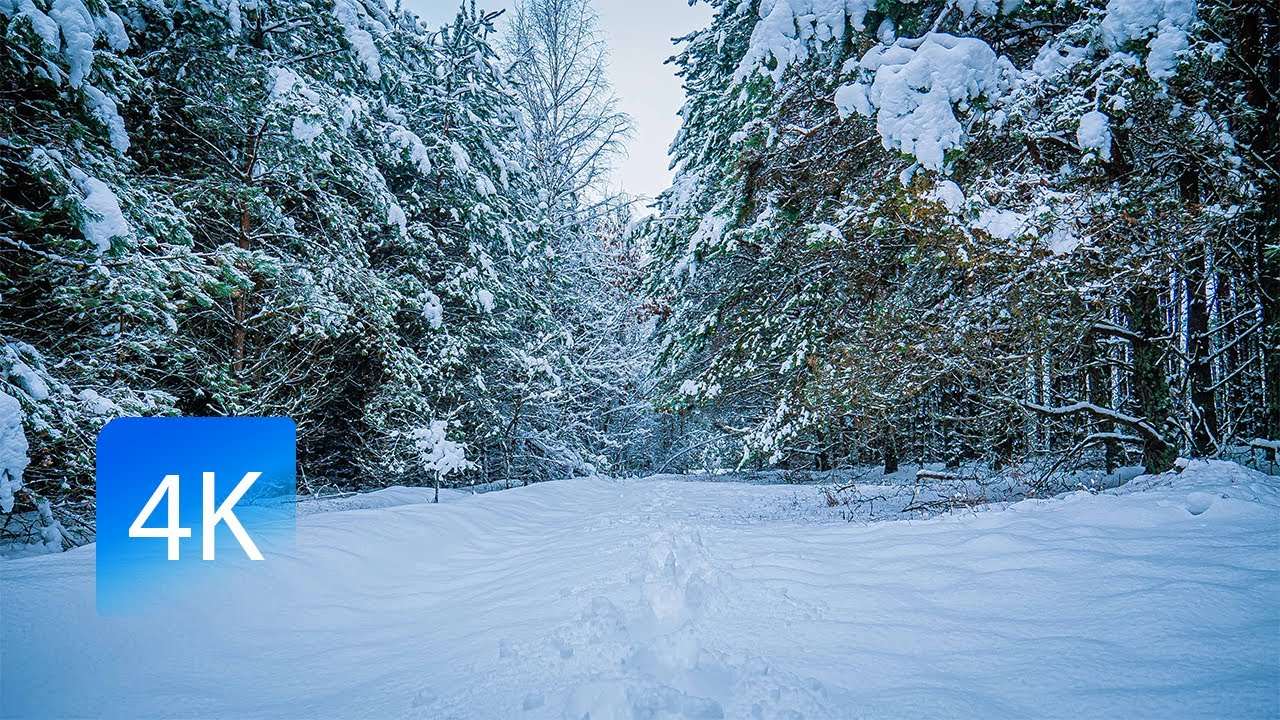 Winter Hike Through Snowy Forest 4K - Relaxing Ambience Snow Sounds ...