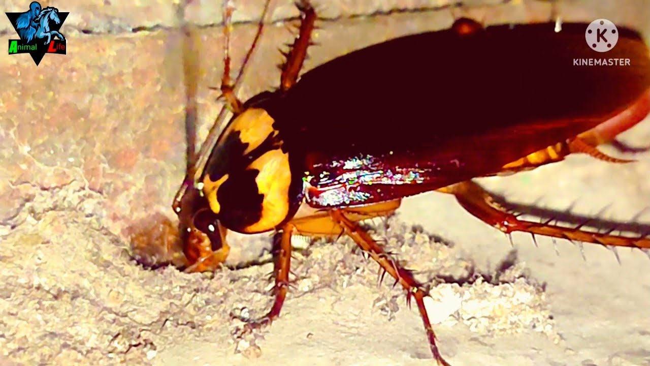 Arsola Cockroach Telapoka Eating Danmark Telapoka - YouTube