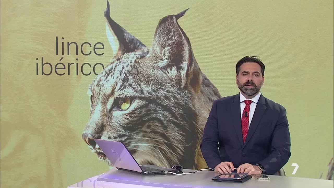 El lince ibérico regresa a la Región | La 7 - YouTube
