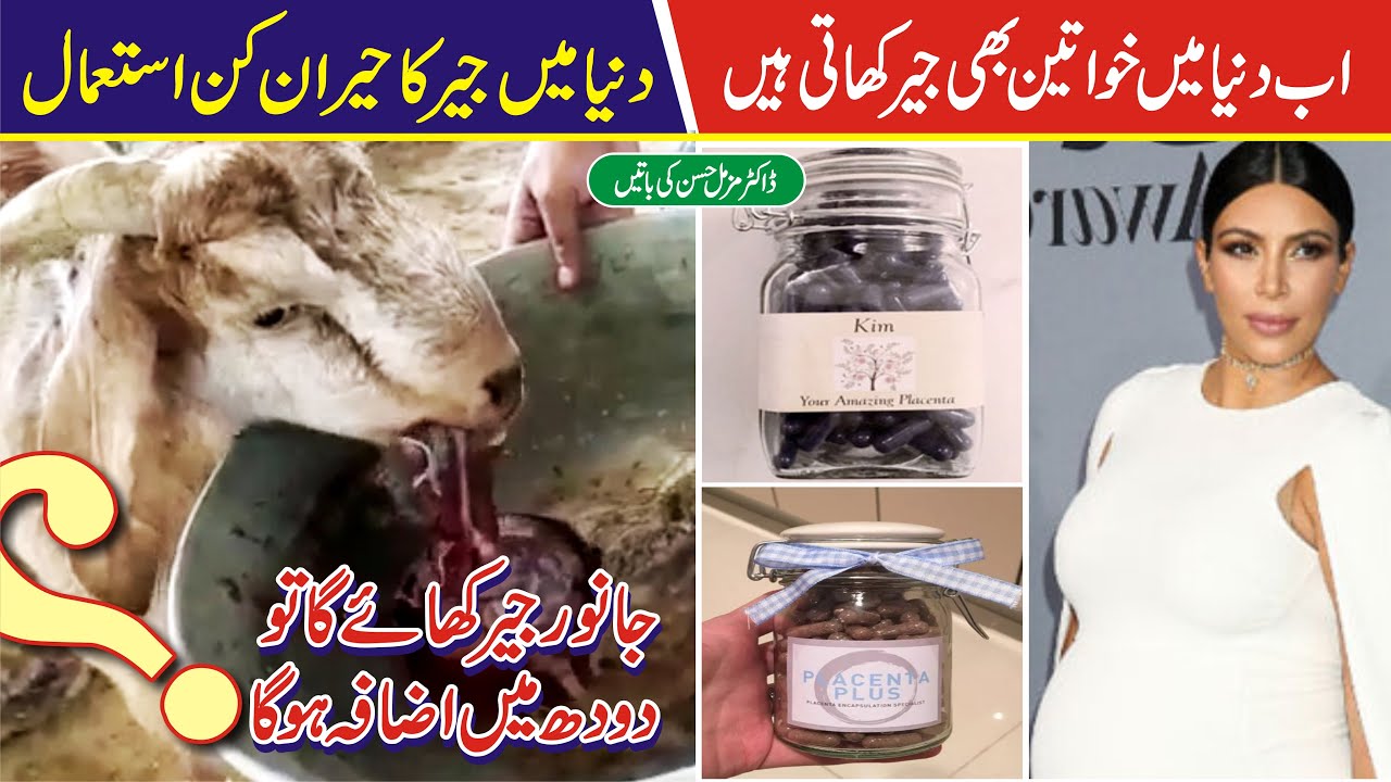Benefits Placenta Eating in Animals & Humans | Placentophagy | Goat ...