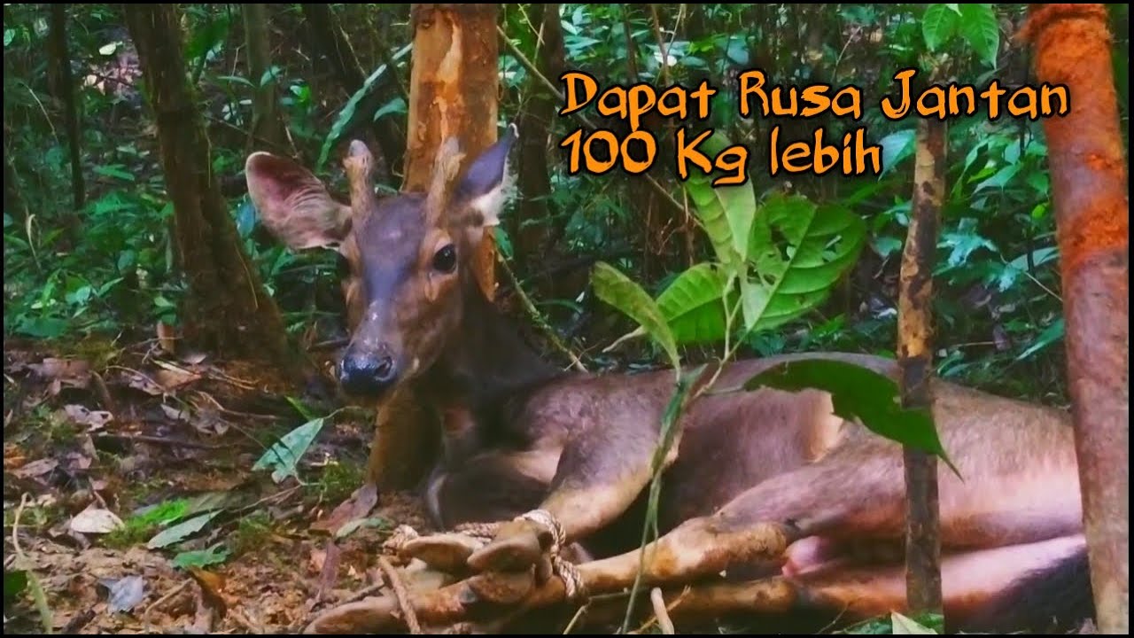 Berburu Dapat Rusa Jantan Besar Dan Jinak - YouTube