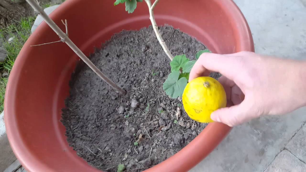 El verdadero final de limonsito - YouTube